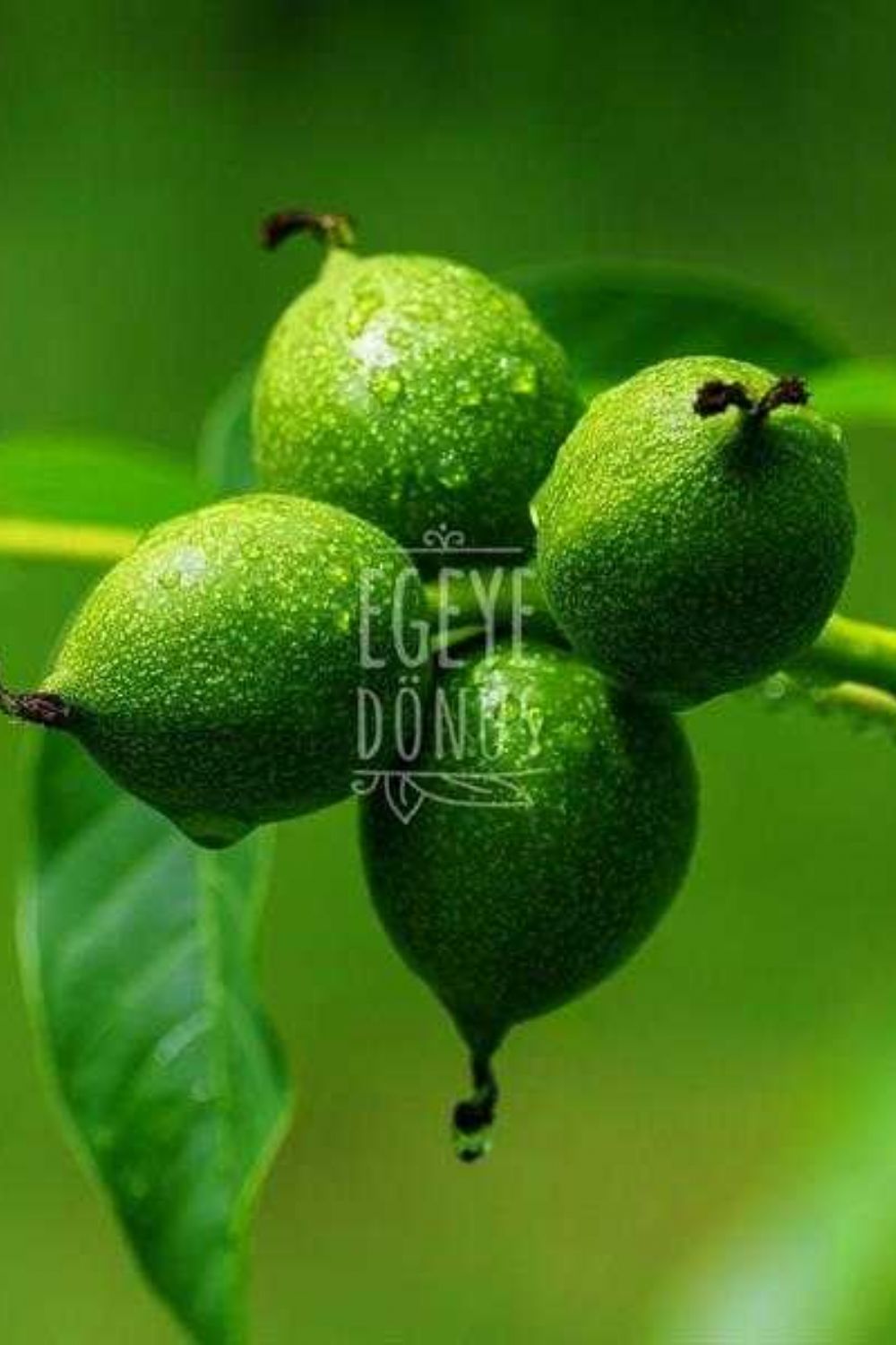 Ceviz İçi - davmarket.com